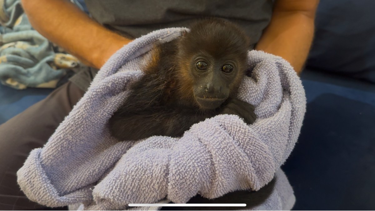 Saving a Baby Howler Monkey: A Day to Remember – PELIGRO LIFE